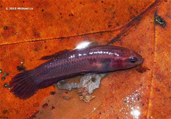 The rainforests of Borneo & Southeast Asia: Revisiting Betta rutilans ...