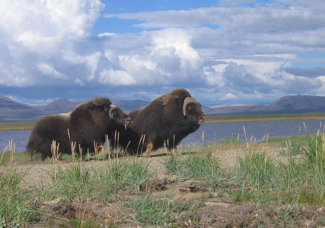 Life in the Keweenaw: Our Corner of the World: Qiviut Quest: Combing ...