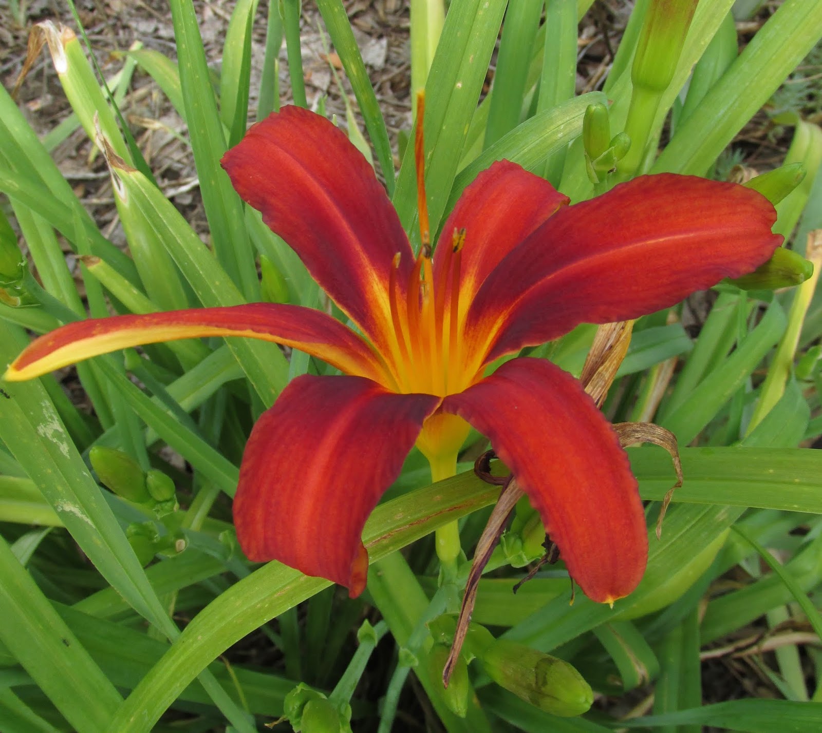 See the Beauty in the Ordinary: End-of-June Flower Garden