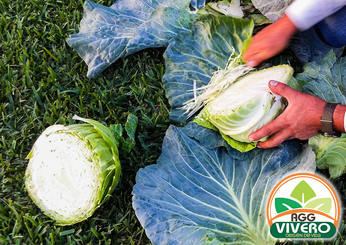 Repollo ~ Viveros AGG - Origen de Vida