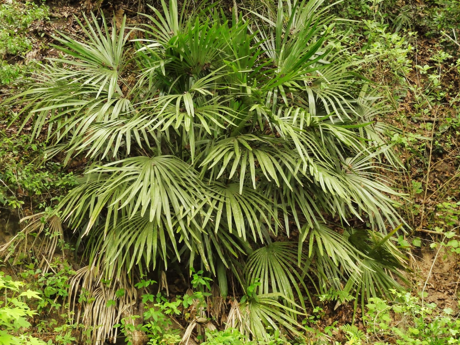 GoGardenNow - The Gardening Blog: Needle Palm: A Cold-Hardy Palm with ...