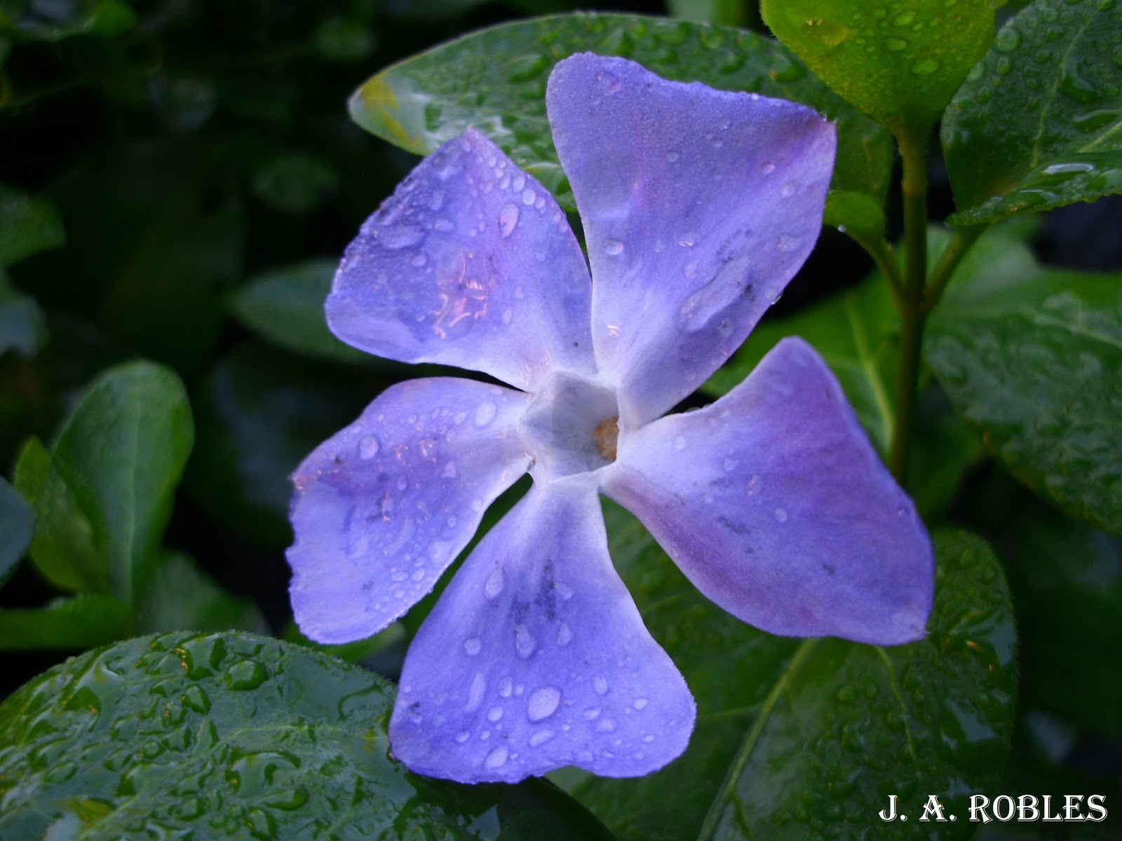 Silencio verde, la vida...: Vinca major (vinca mayor, hierba doncella ...