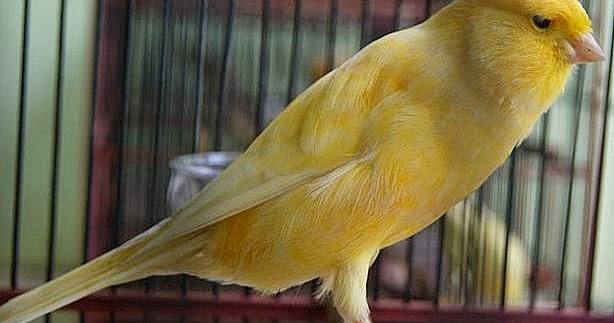 Mengenal Kenari F1, Ciri-Ciri dan Pengertiannya | Budidaya Burung