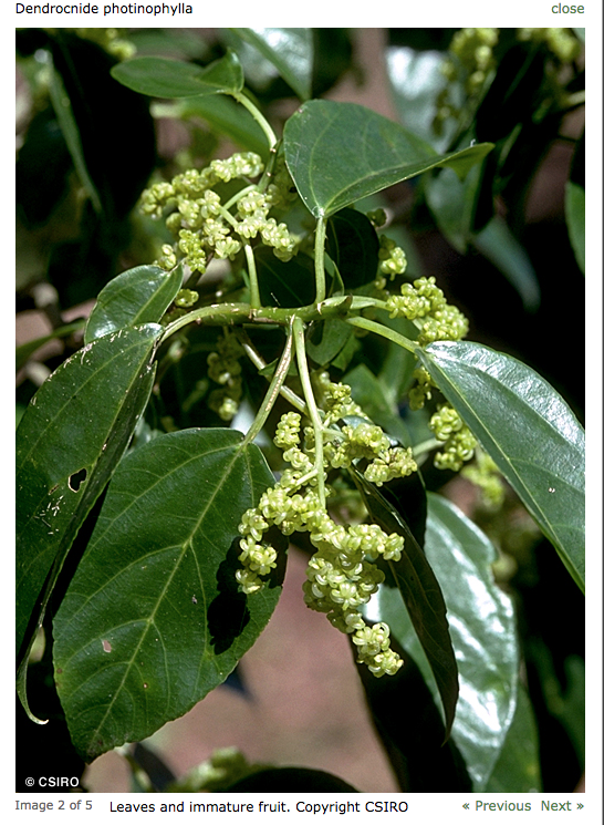 Stinging Trees - and a NEW Treatment for stings