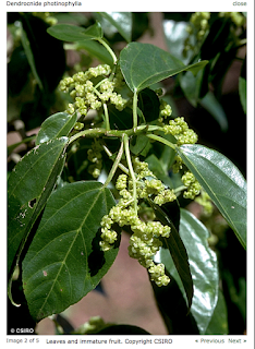 Stinging Trees - and a NEW Treatment for stings