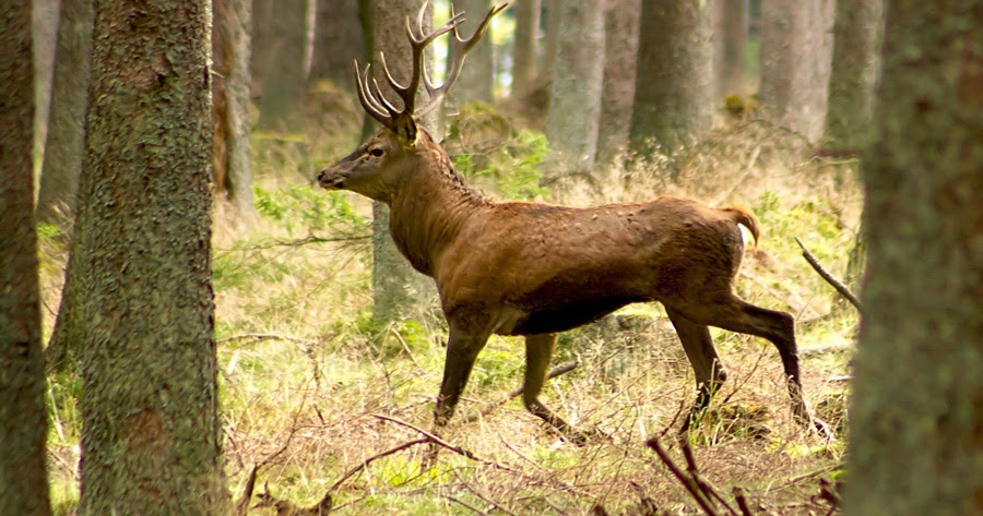MYSLIVOST: O jelení zvěři a lese. Jelen, Jelen (Red Deer), Lov na jelena