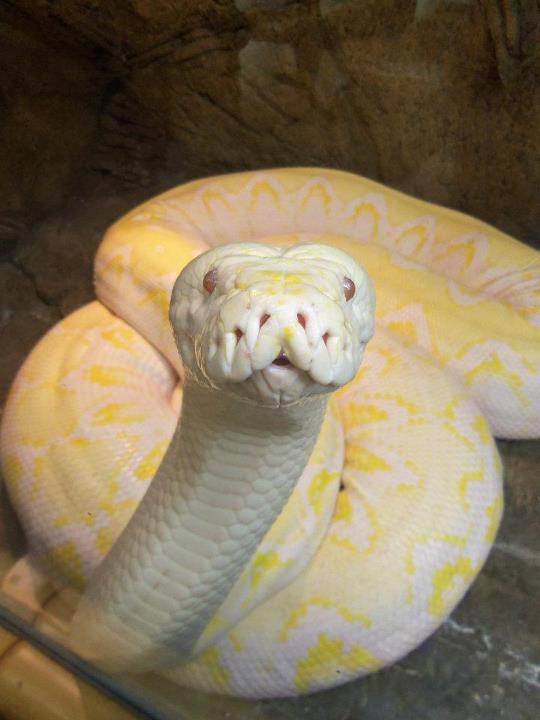 New: The World's Biggest Snakes