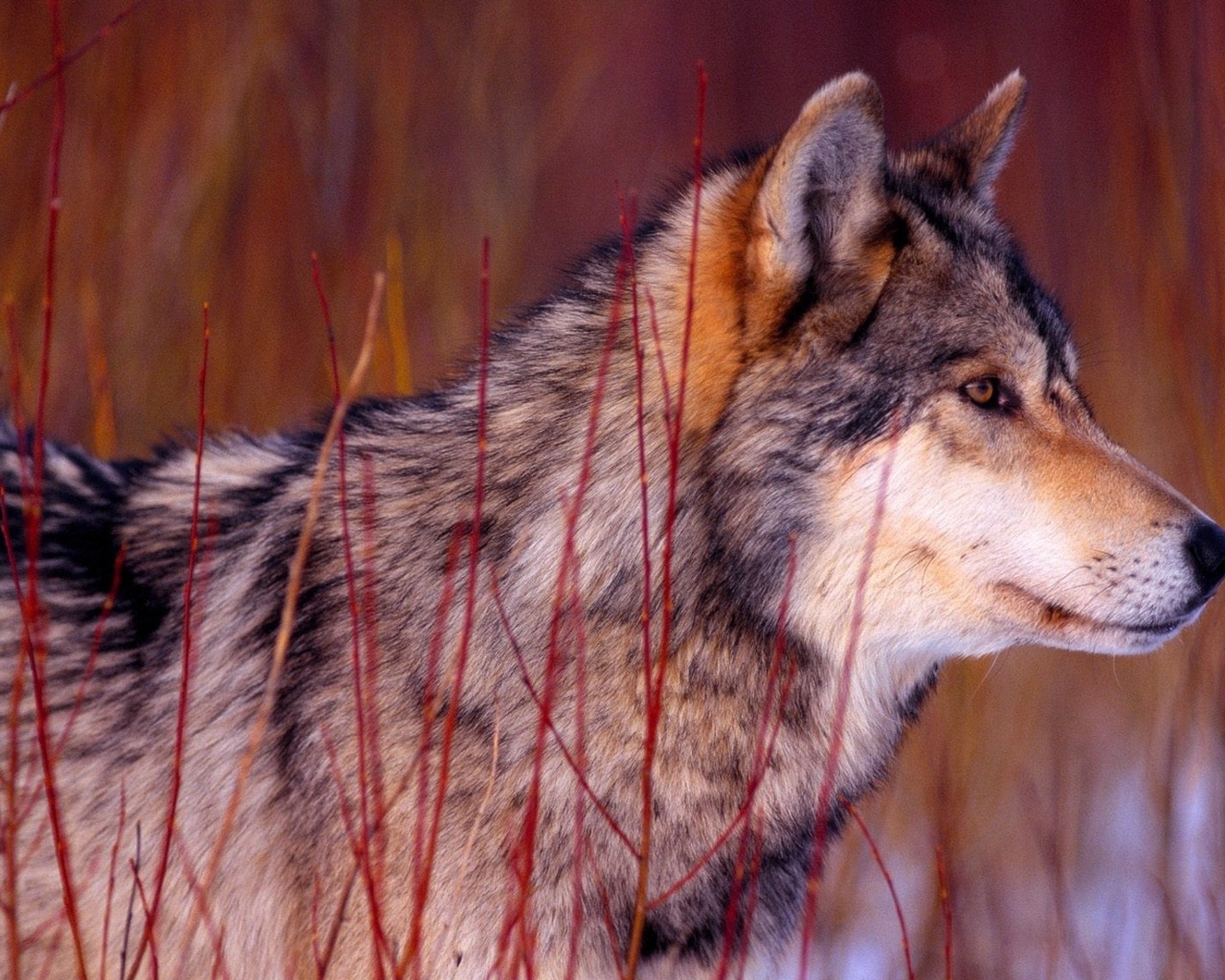 Hermosas fotos de Animales en la selva HD | IMAGENES, FRASES, POEMAS ...