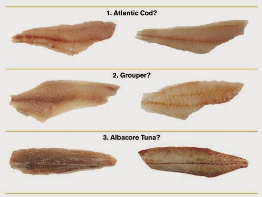 Kosher Fish Destination