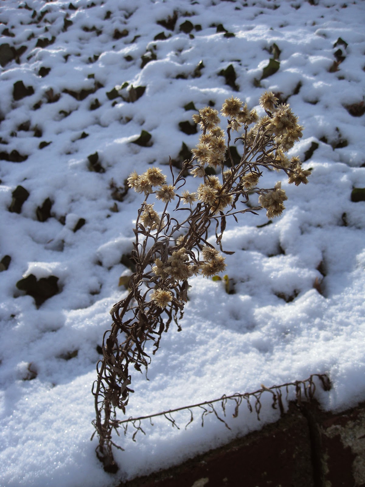 Capital Naturalist by Alonso Abugattas: Sweet Everlasting Rabbit Tobacco