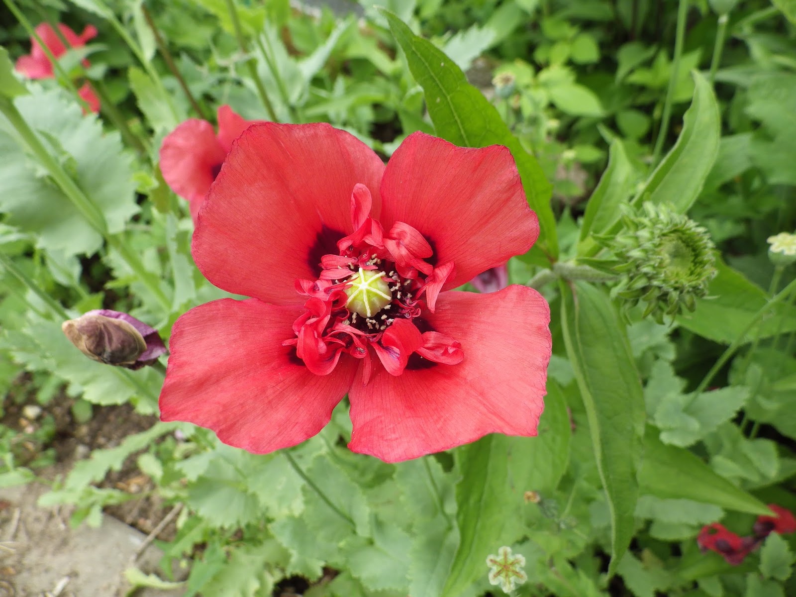 Thela aed ja kodu: Moonivärk ja muu umbrohi