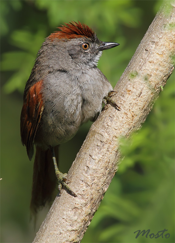 AVES NUESTRAS: PIJUI FRENTE GRIS