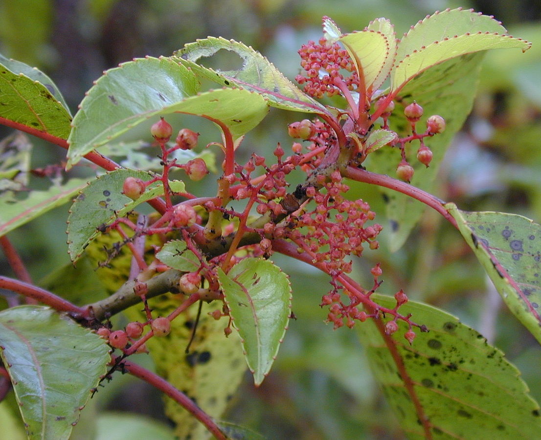 ALAM TUMBUHAN: KELUARGA GERIGI / GERIGIA [Dipentodontaceae family]