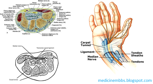 MBBS Medicine (Humanity First): Ulnar tunnel syndrome