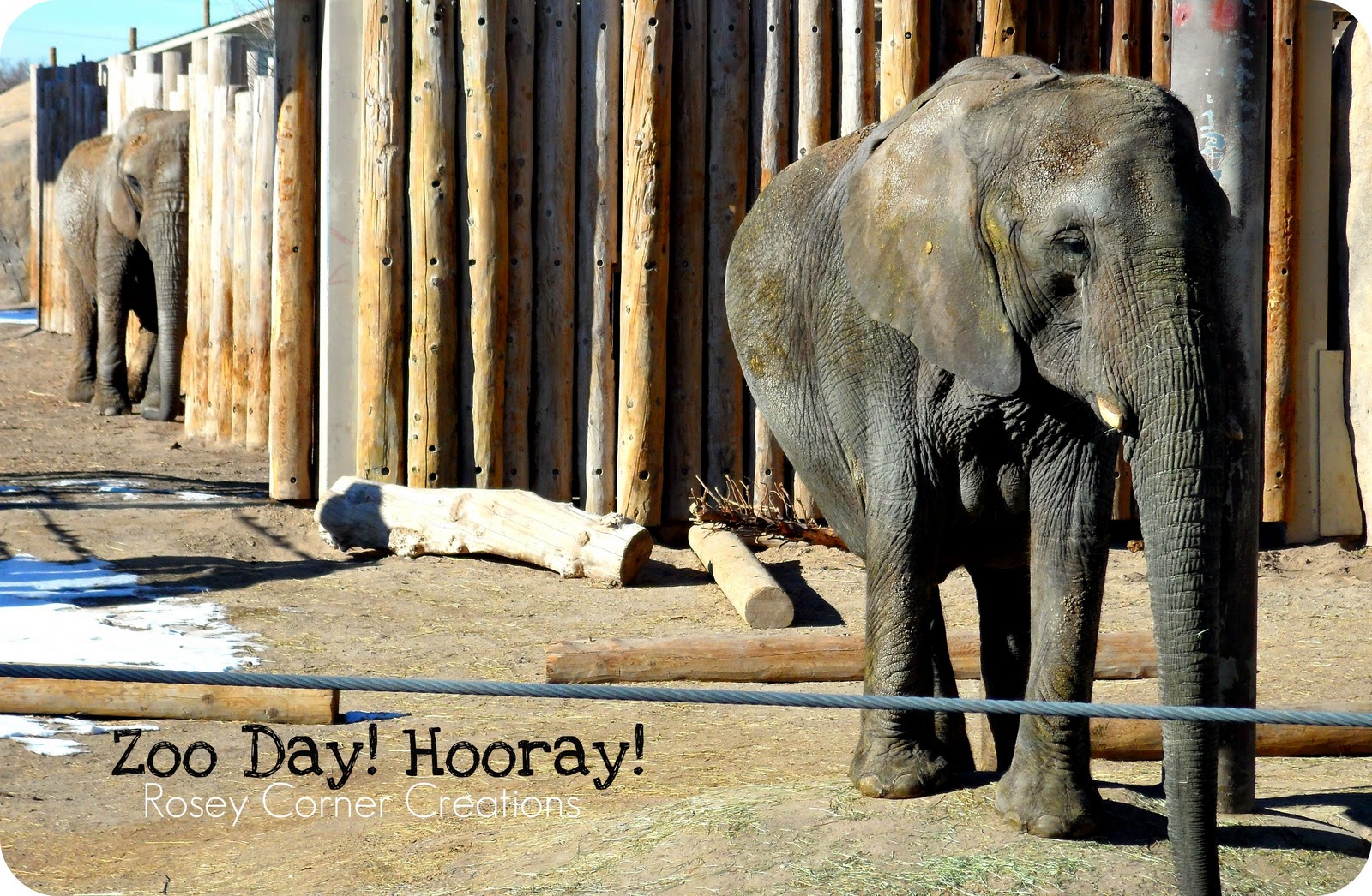 Rosey Corner Creations: Zoo Day! Hooray!