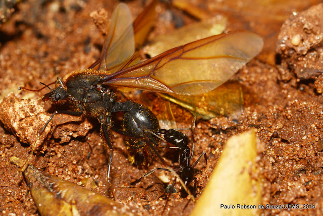 O CAÇUÁ DO PAULO ROBSON: HYMENOPTERA III