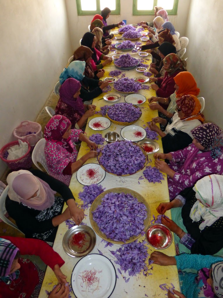 THE VIEW FROM FEZ: Moroccan Saffron - As precious as gold dust