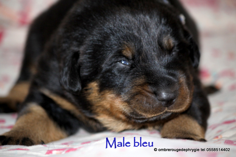 Beauceron, chiots beaucerons, Eleveur landes 40120 : Les chiots ...