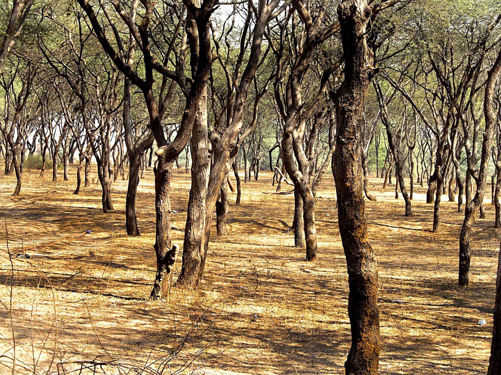 Dry Forest - Jay's Fotografie