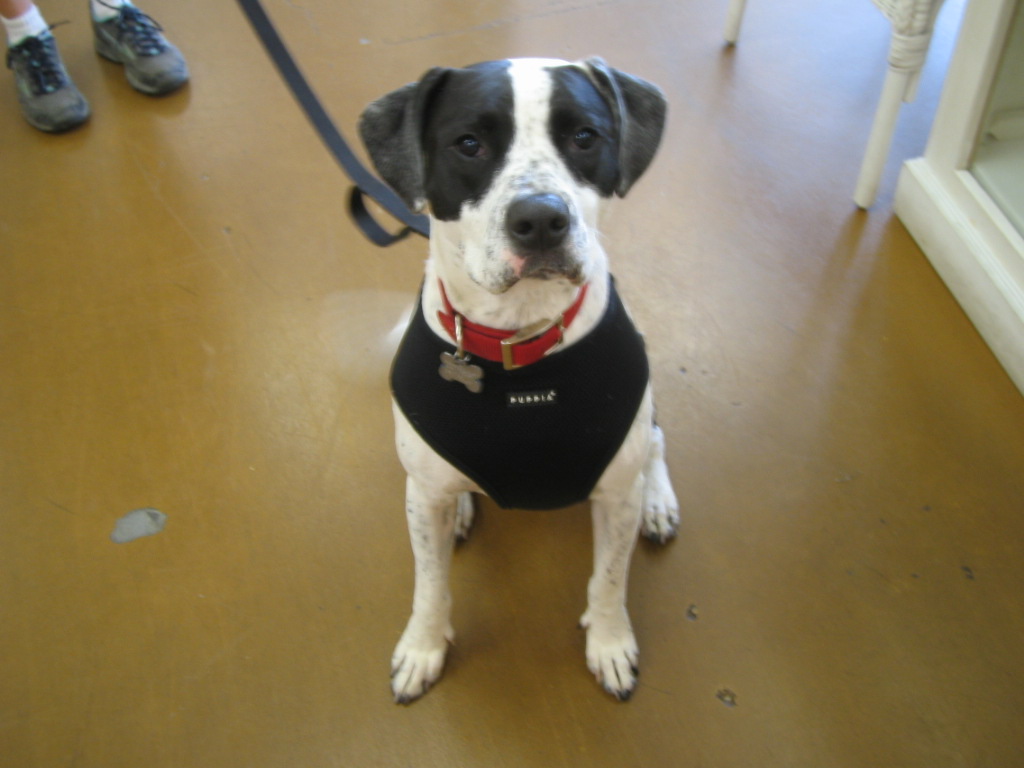 venicepets: TODAY'S CUSTOMER: PATCHES - MIX BREED