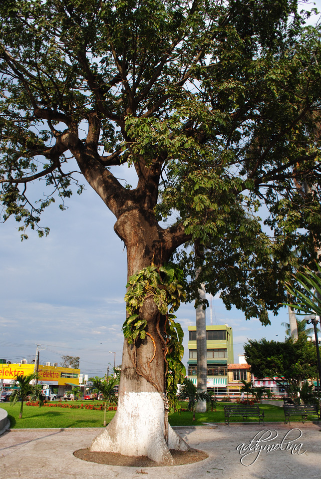 Cachivaches: Tintero de lo incierto: Ciudad Cardel, Veracruz (Fotografía)