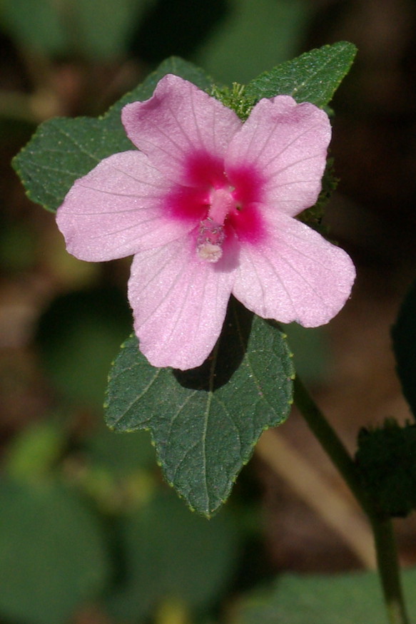 Rufino Osorio: January 2012