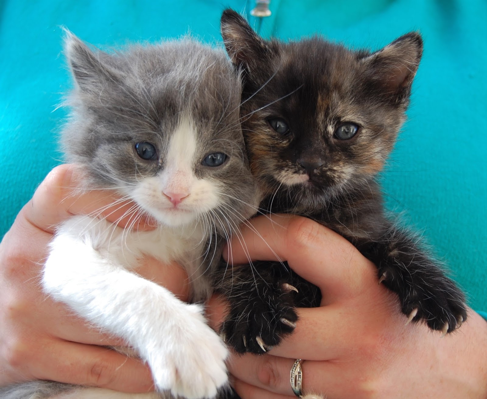 Rescued kittens needing foster homes please!