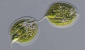 PLANTAS NO VASCUALES: PLANTAS NO VASCULARES