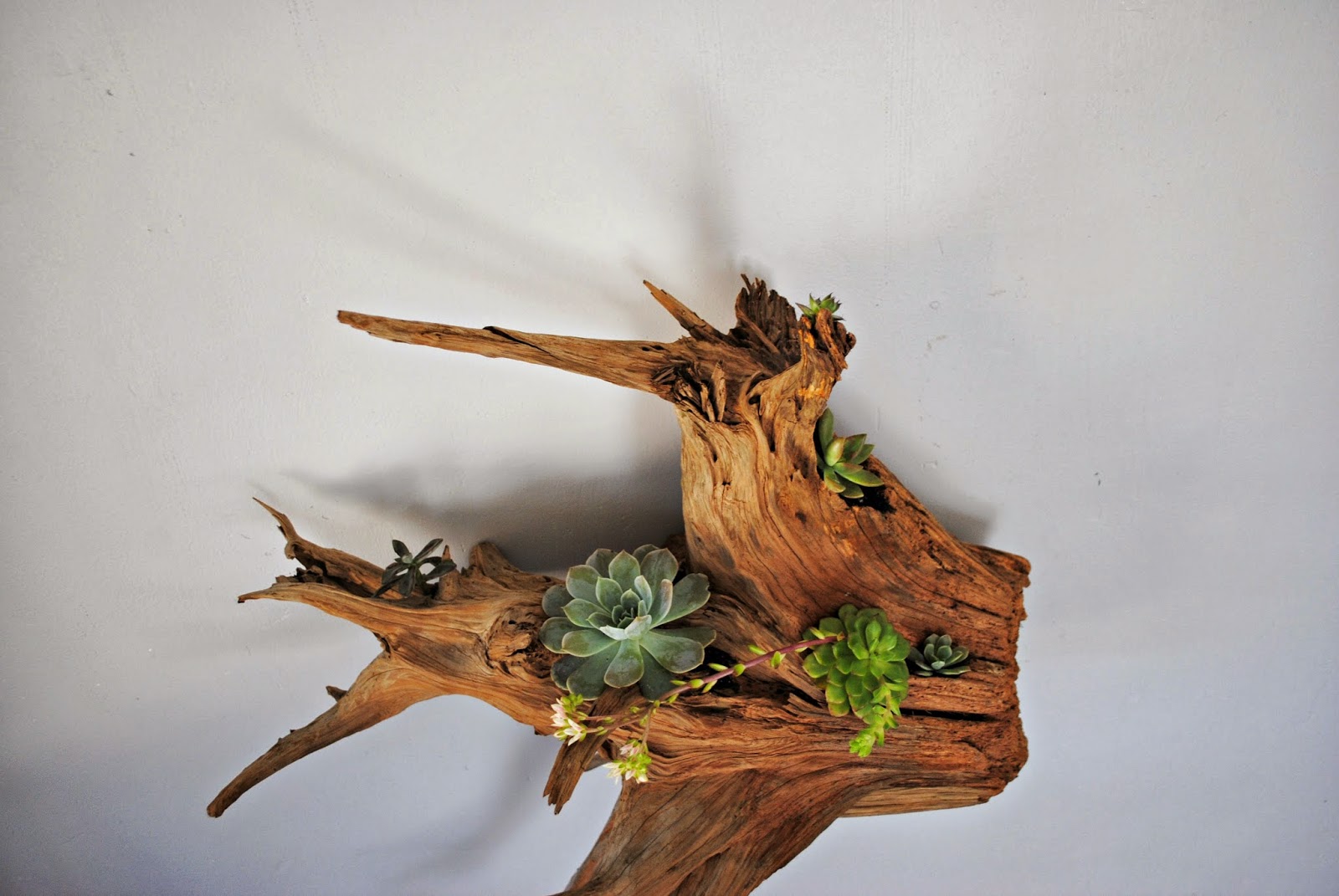 jaykayknits: DIY Succulent Cedar Root