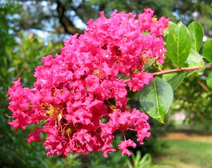 BUNGUR KECIL ( Lagerstroemia indica L ) | Eny Prasetyo