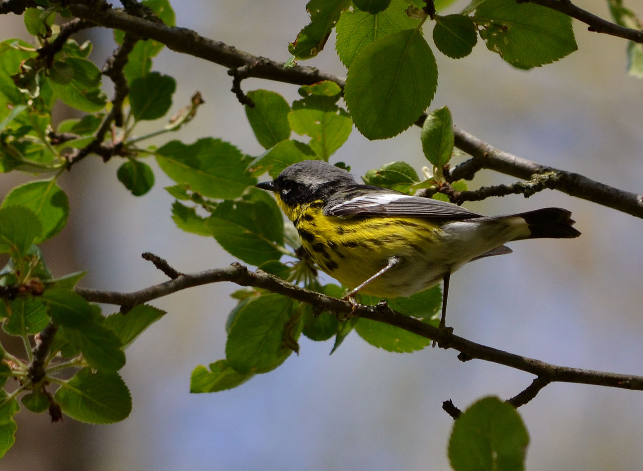 Woods Walks and Wildlife: A May Bird Bouquet