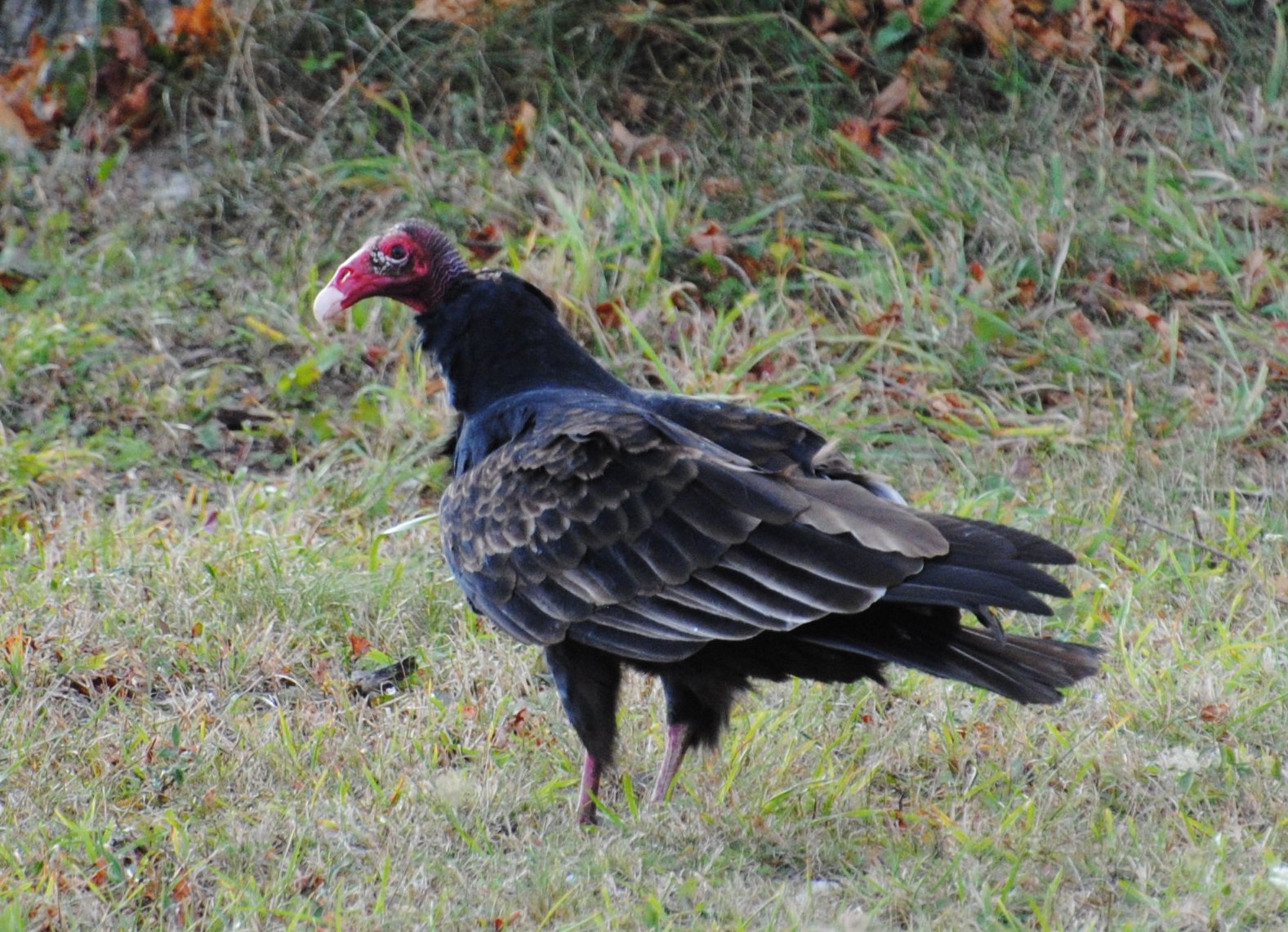 My life in Canada : Aasgeier