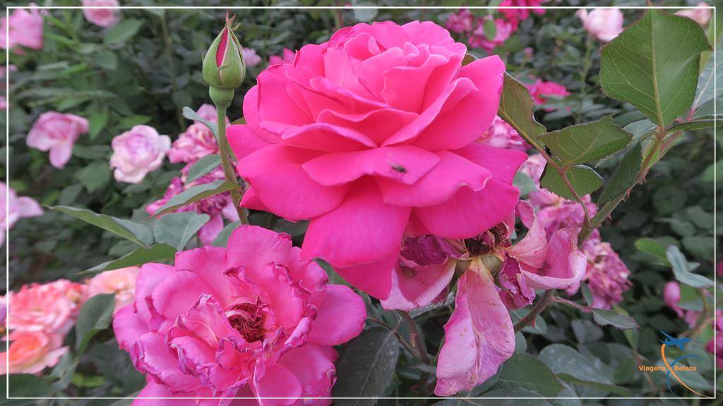 Mursal Flowers, as rosas de Cabul | Afeganistão - Viagens e Beleza