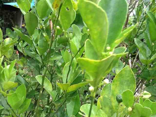 Natural Farm: How to induce a kalamansi tree to bear flowers and fruits