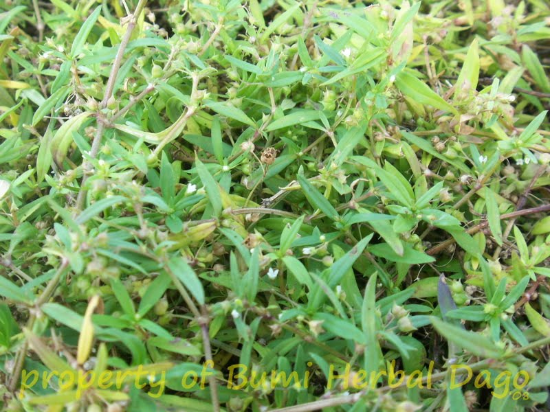 Apell Hijau: Manfaat Rumput Mutiara Sebagai Anti Kanker