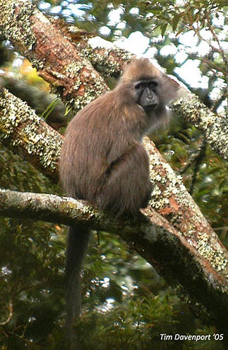 Species New to Science: [Mammalogy • 2005] 'Highland Mangabey ...