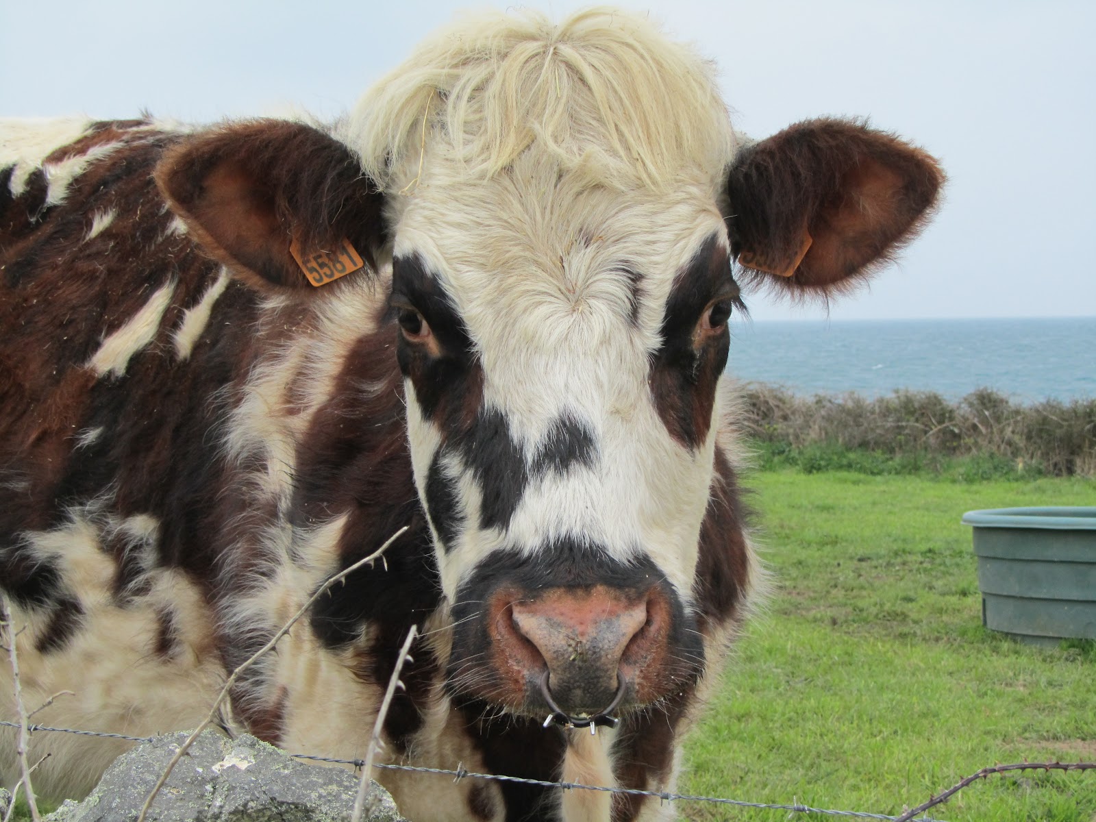 LA VACA NORMANDA: MMMuuuuuuuuuuuuuuuuuuuuuuu