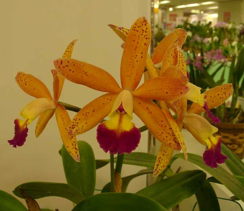 Cattleya Tropical Pointer "Galaxy"