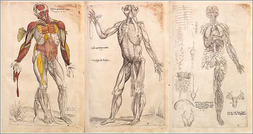 LA ANATOMIA