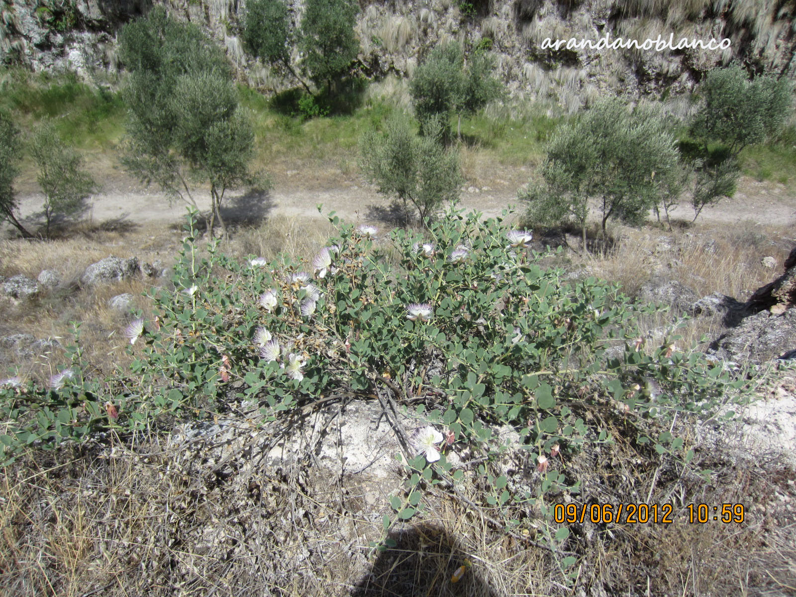 arbustosensevilla-encinarosa: Alcaparro / Capparis spinosa ...