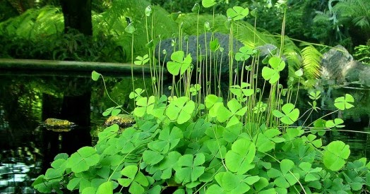 ஆரை, ஆராக்கீரை, ஆலக்கீரை - ஔசதம் - OWSHADHAM