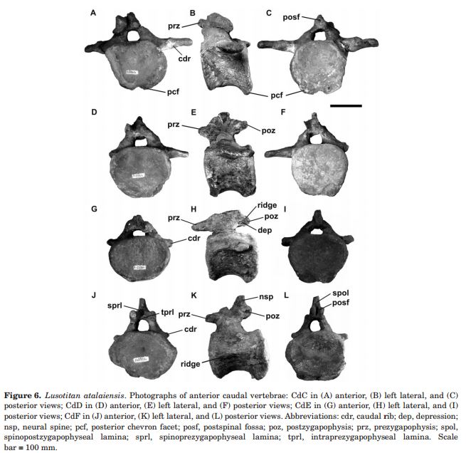 Lusodinos- Dinossauros de Portugal: Osteologia do saurópode Lusotitan ...