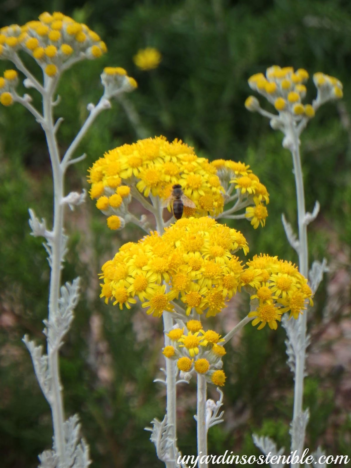 Jacobaea marítima (Cinenaria marítima)
