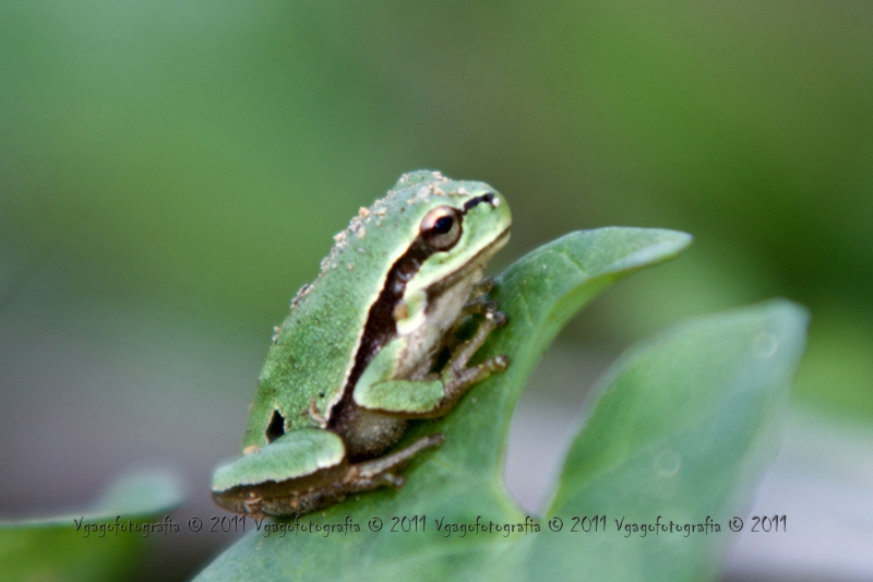 Chamusnature ©: Rela Comum