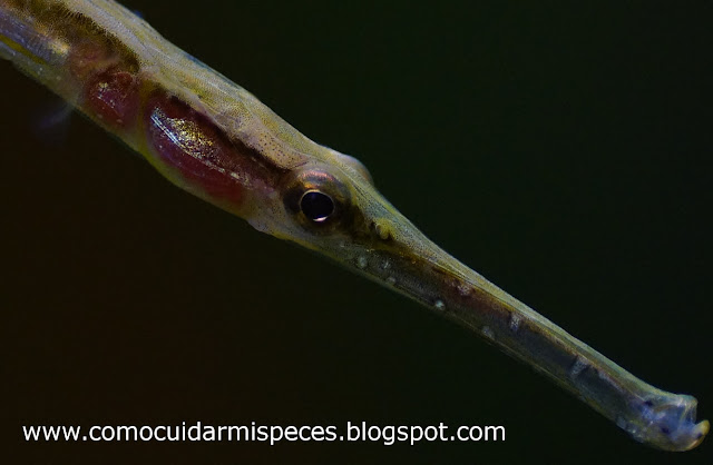 Pez pipa dimorfismo sexual - Microphis Brachyurus