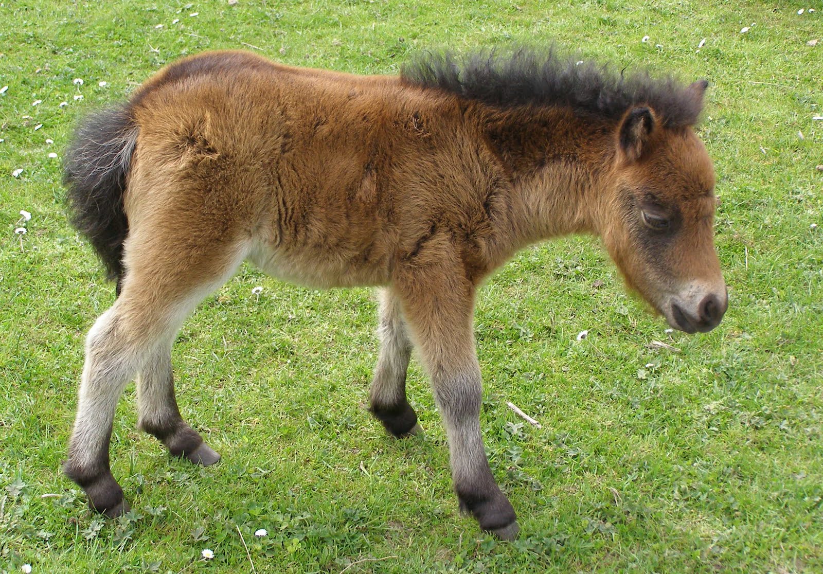 A Yarn Over Needles: One Sheep and a Few Foals