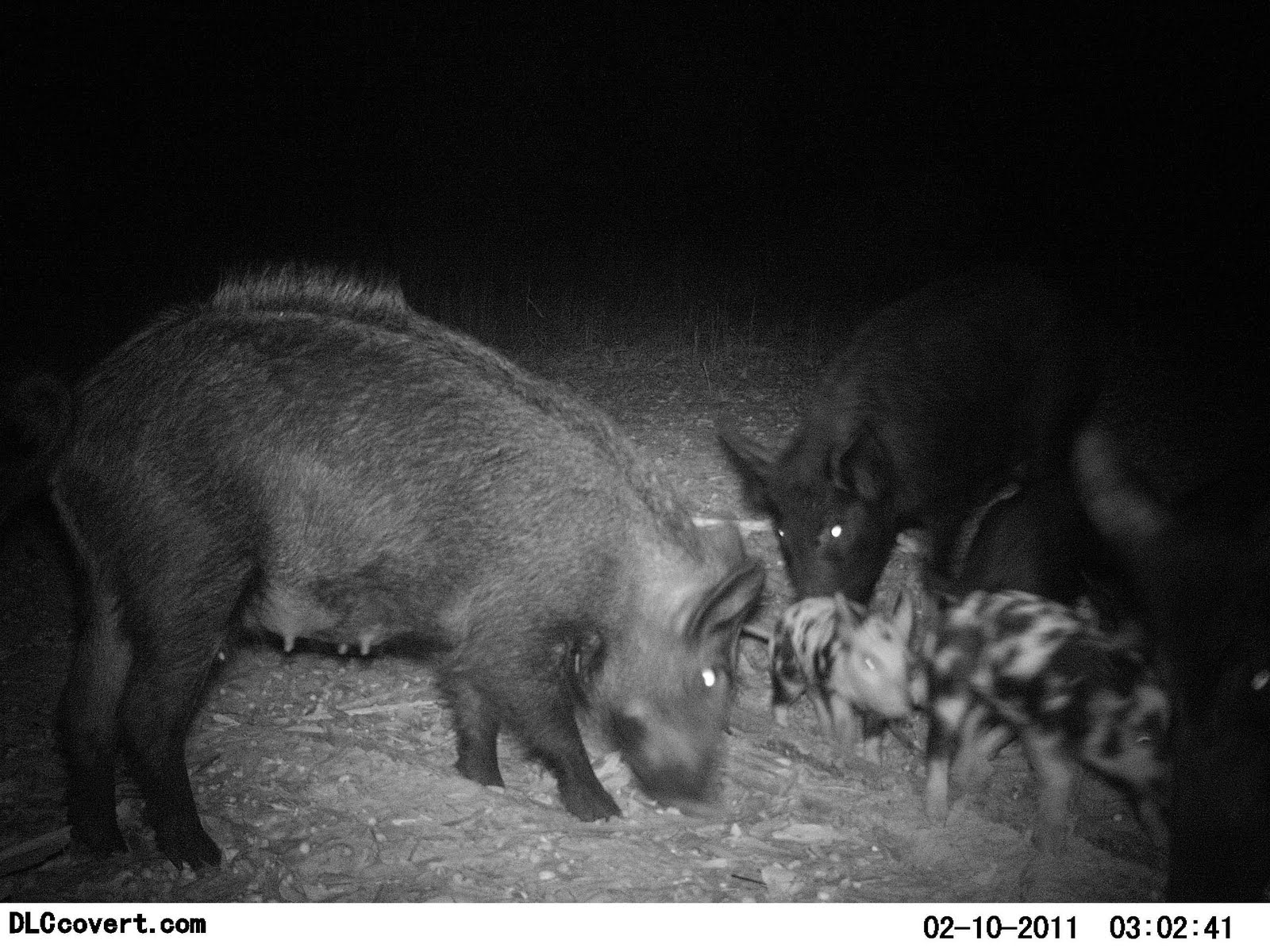 The Wild Life: February Trail Camera Pics