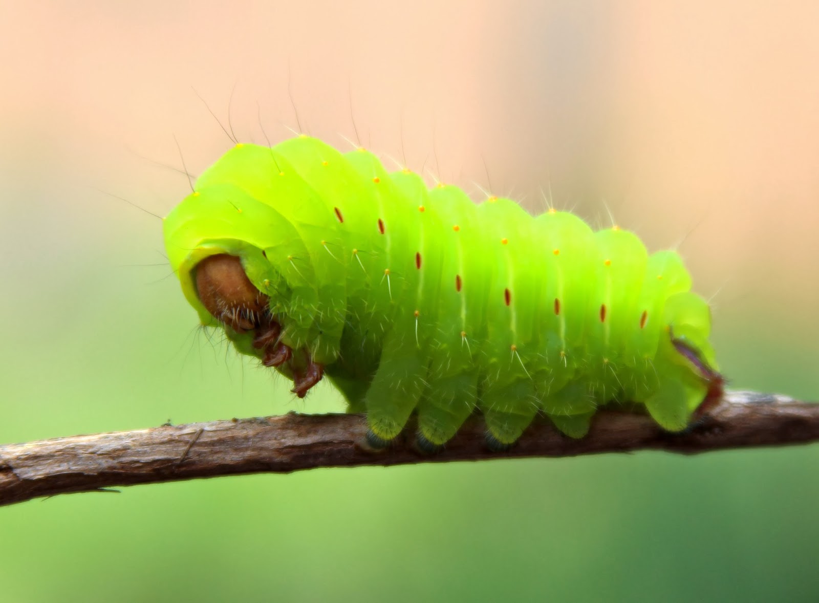 Rainbow Magic Sparkle Butterfly : Insects and Spiders visiting my ...