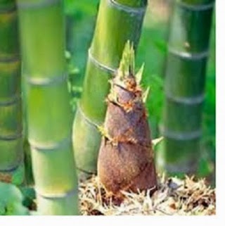 CYBERSHARE: Filosofi Bambu Dan Segala Kebaikanya