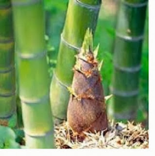 CYBERSHARE: Filosofi Bambu Dan Segala Kebaikanya